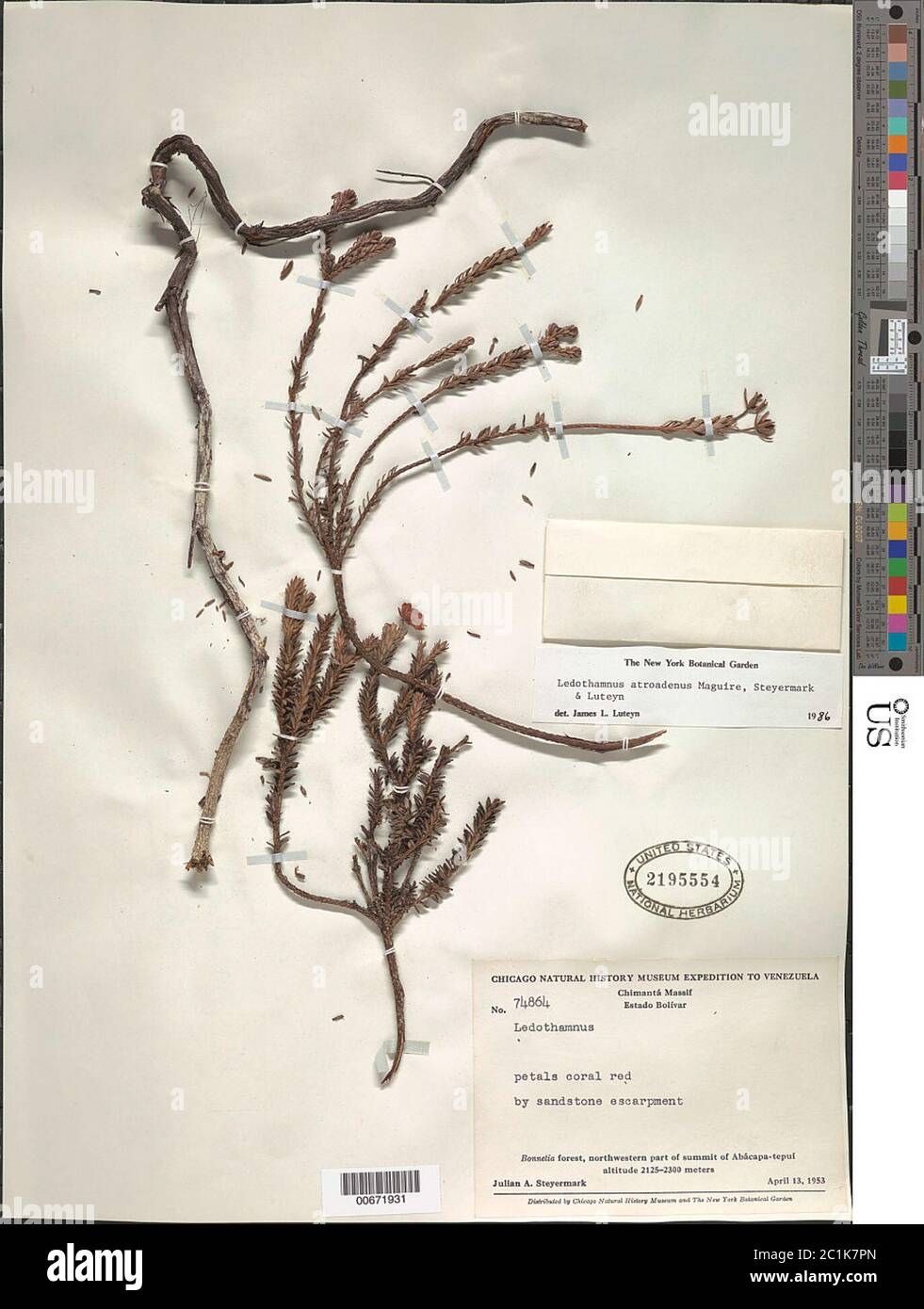 Ledothamnus atroadenus Maguire et al Ledothamnus atroadenus Maguire et ...