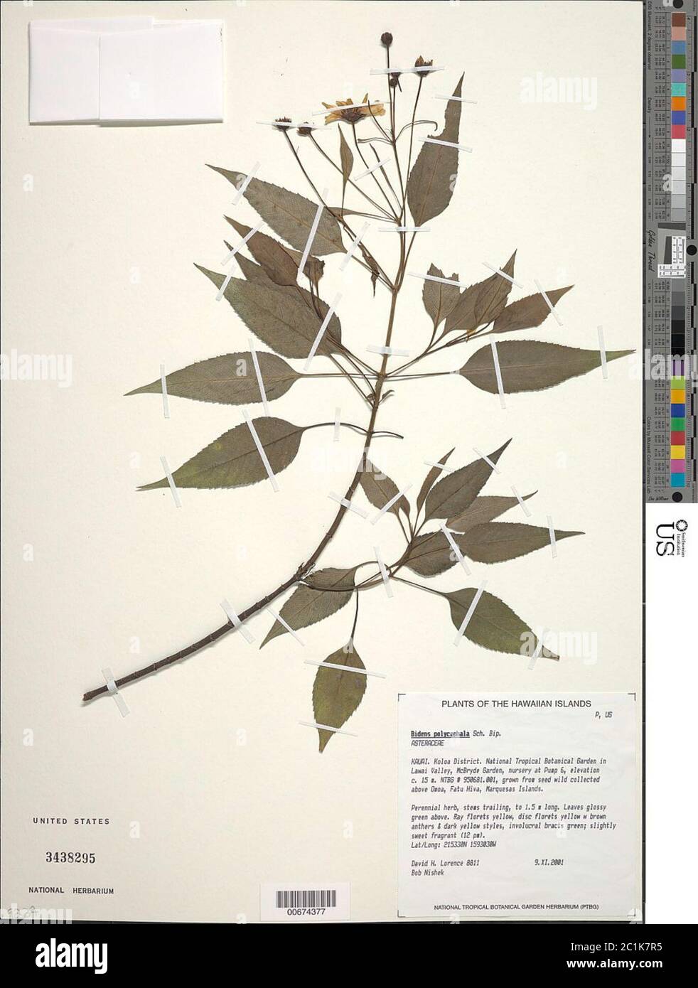 Polycephala High Resolution Stock Photography and Images - Alamy