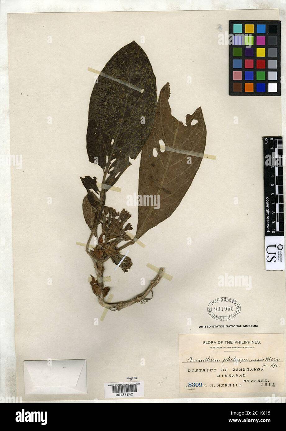 Acranthera philippinensis Merr Acranthera philippinensis Merr Stock ...