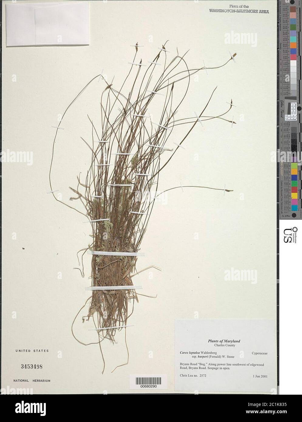 Carex leptalea subsp harperi Fernald Calder Roy L Taylor Carex leptalea ...