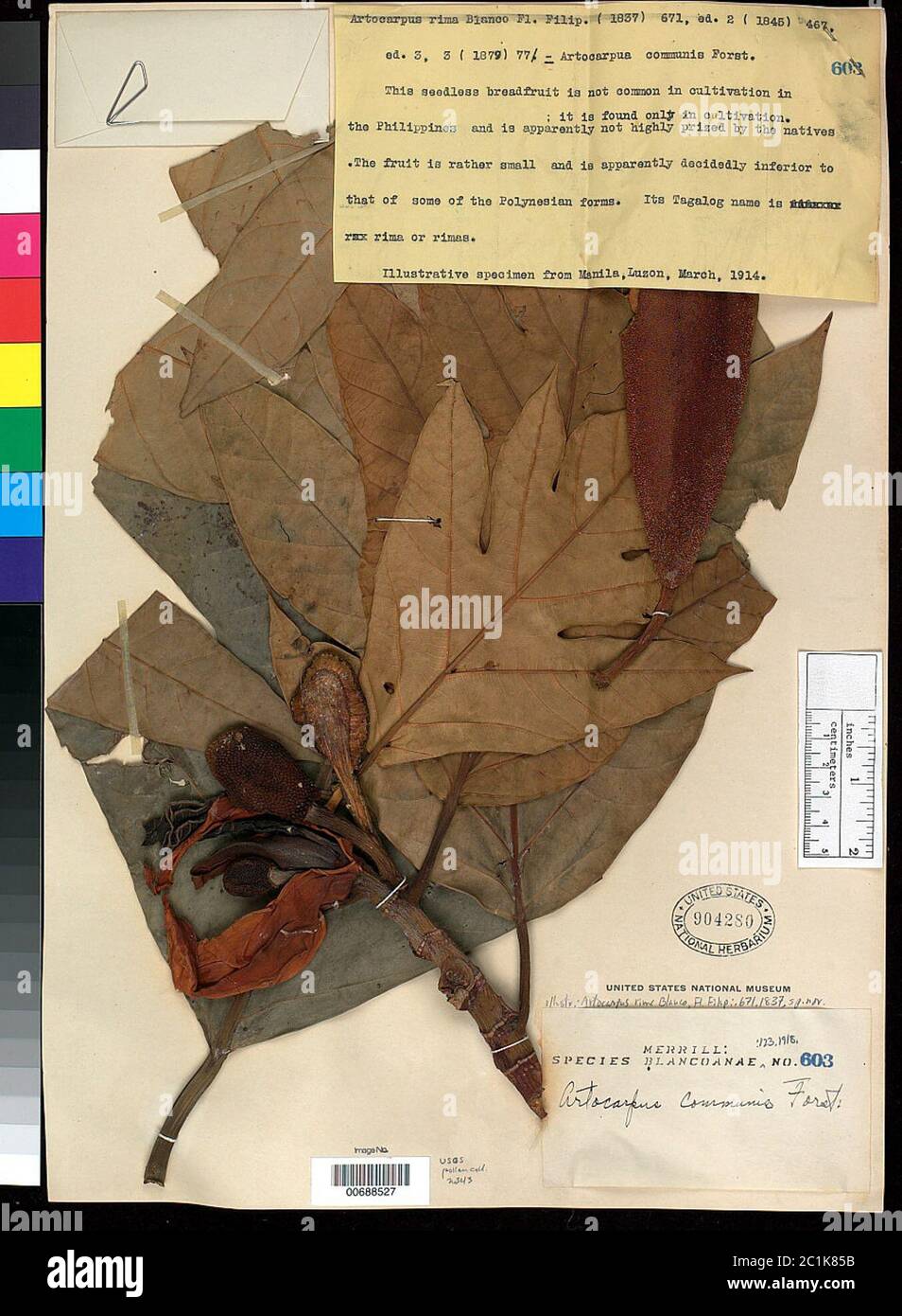 Artocarpus camansi Blanco Artocarpus camansi Blanco Stock Photo - Alamy