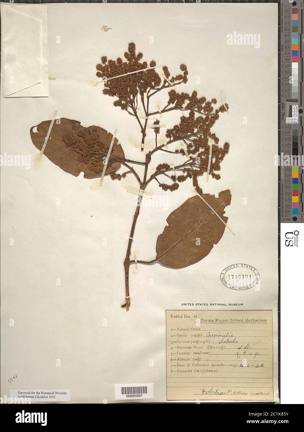 Terminalia chebula hi-res stock photography and images - Alamy