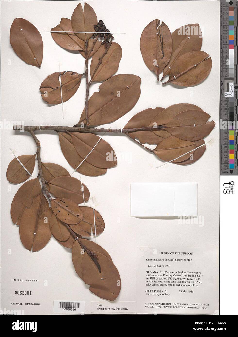 Ouratea hi-res stock photography and images - Alamy