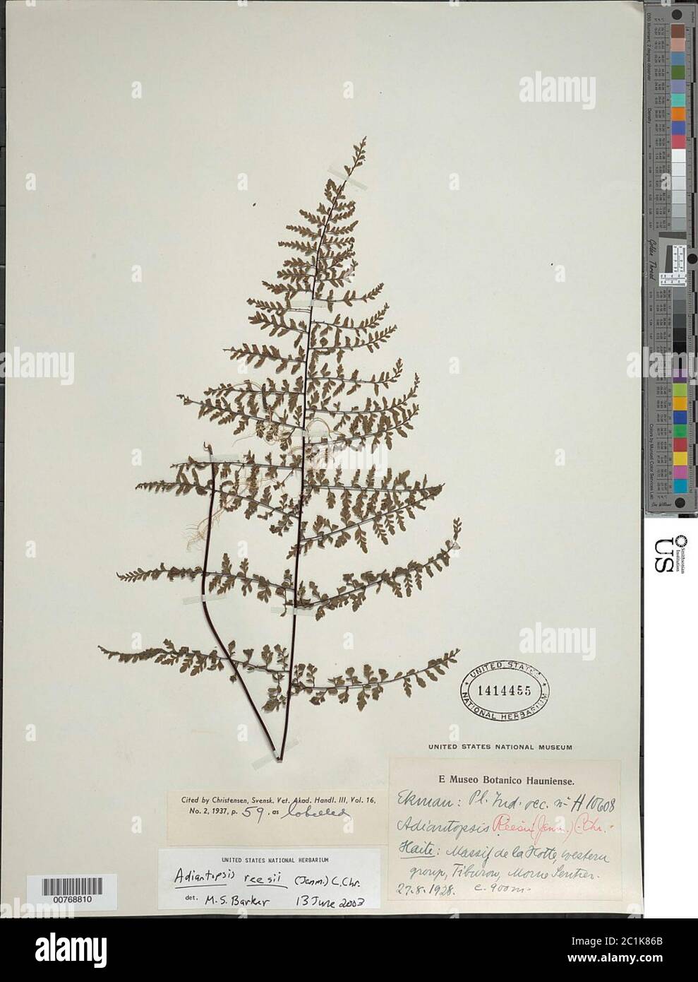 Adiantopsis reesii Jenman C Chr Adiantopsis reesii Jenman C Chr Stock ...