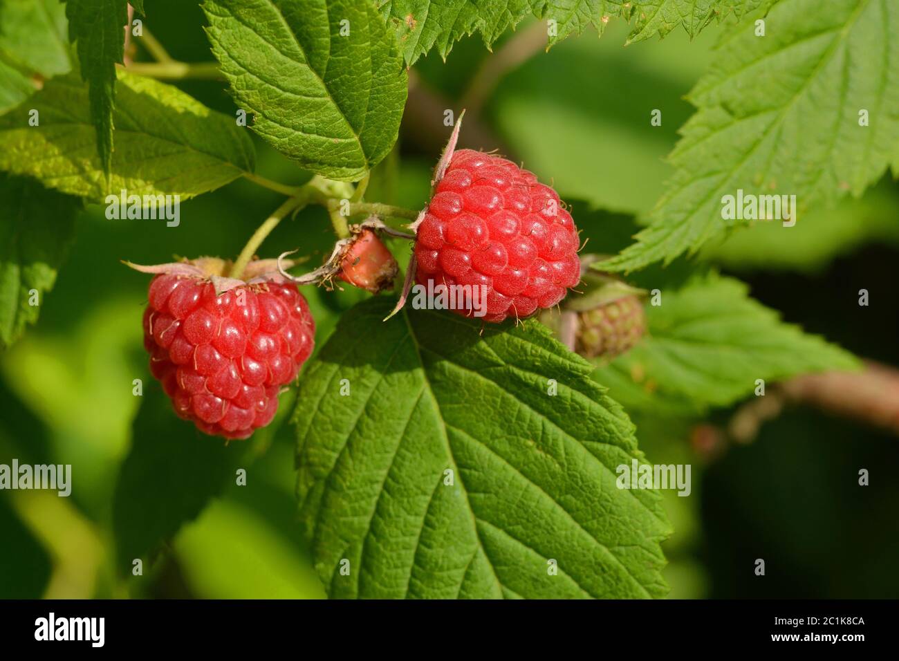 Rubus idaeus raspberry bush hi-res stock photography and images - Alamy