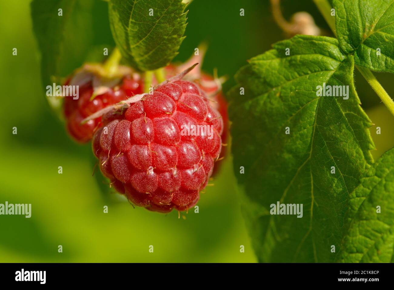 Plantmacro hi-res stock photography and images - Alamy