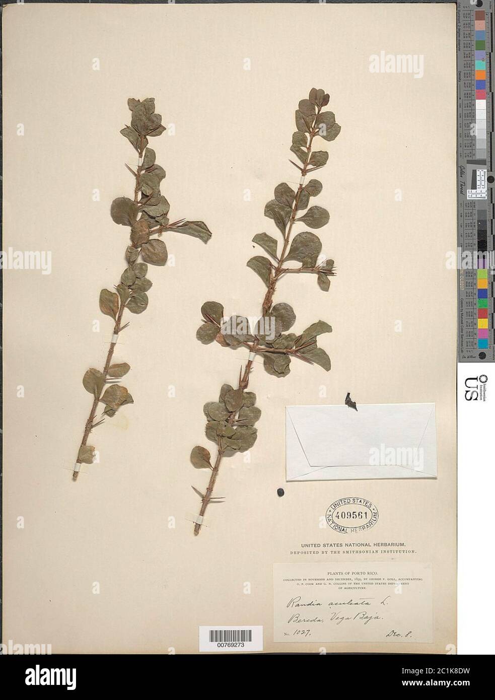 Randia aculeata hi-res stock photography and images - Alamy