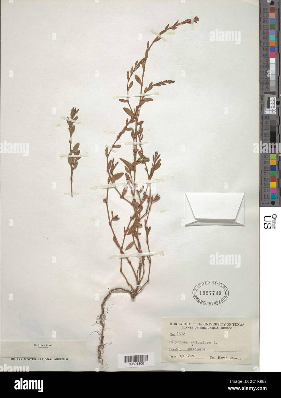 Polygonum aviculare L Polygonum aviculare L Stock Photo - Alamy