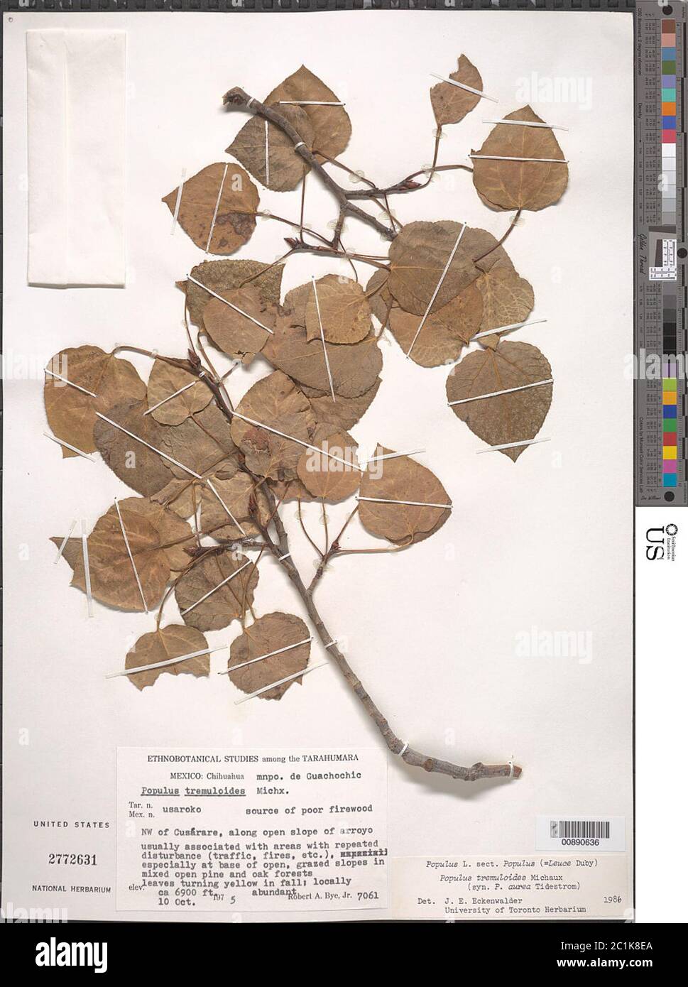 Populus tremuloides Michx Populus tremuloides Michx Stock Photo - Alamy