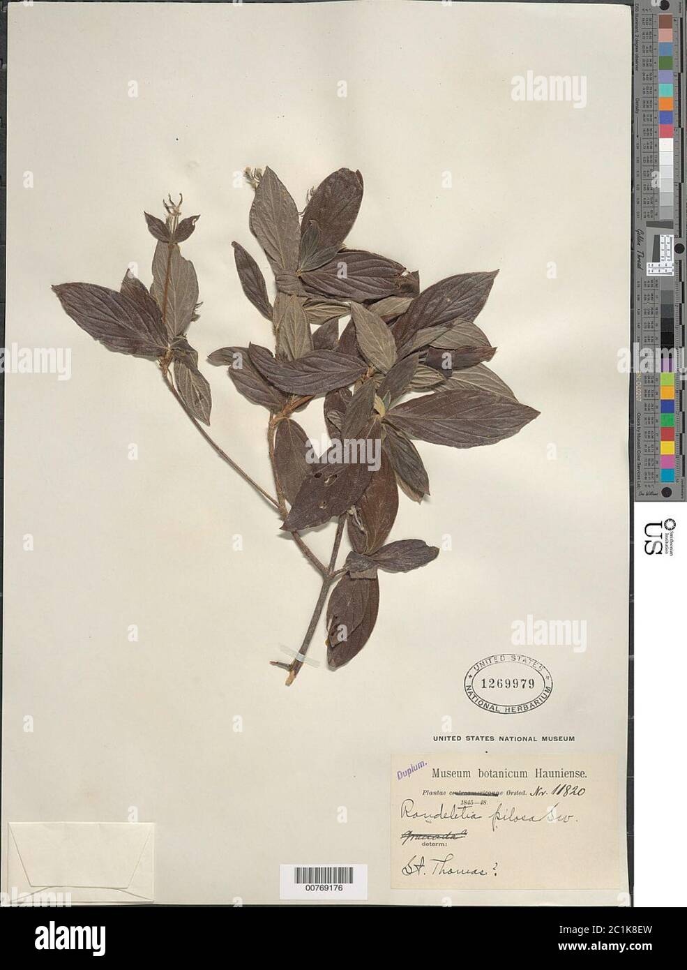 Rondeletia pilosa hi-res stock photography and images - Alamy