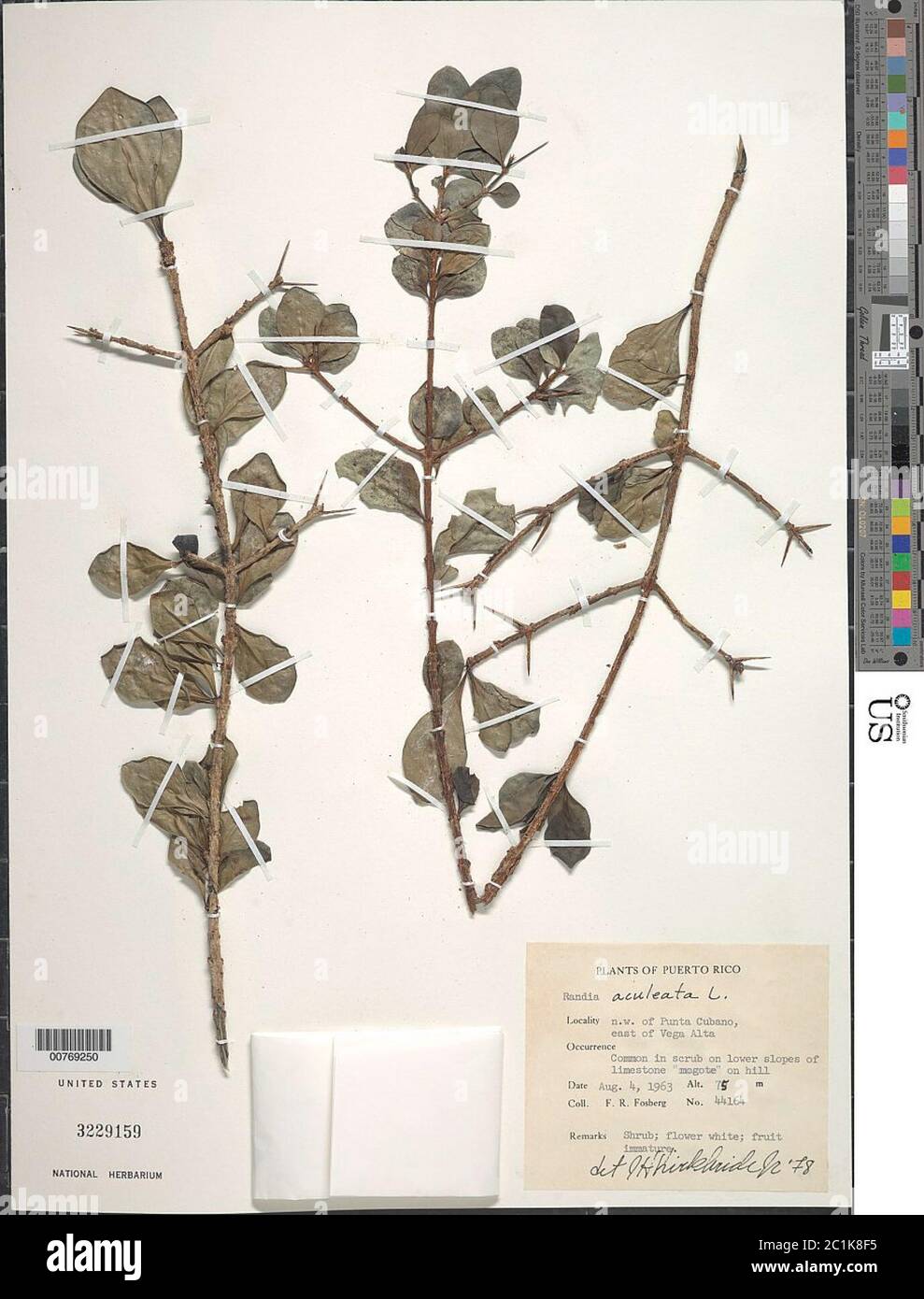 Randia aculeata hi-res stock photography and images - Alamy