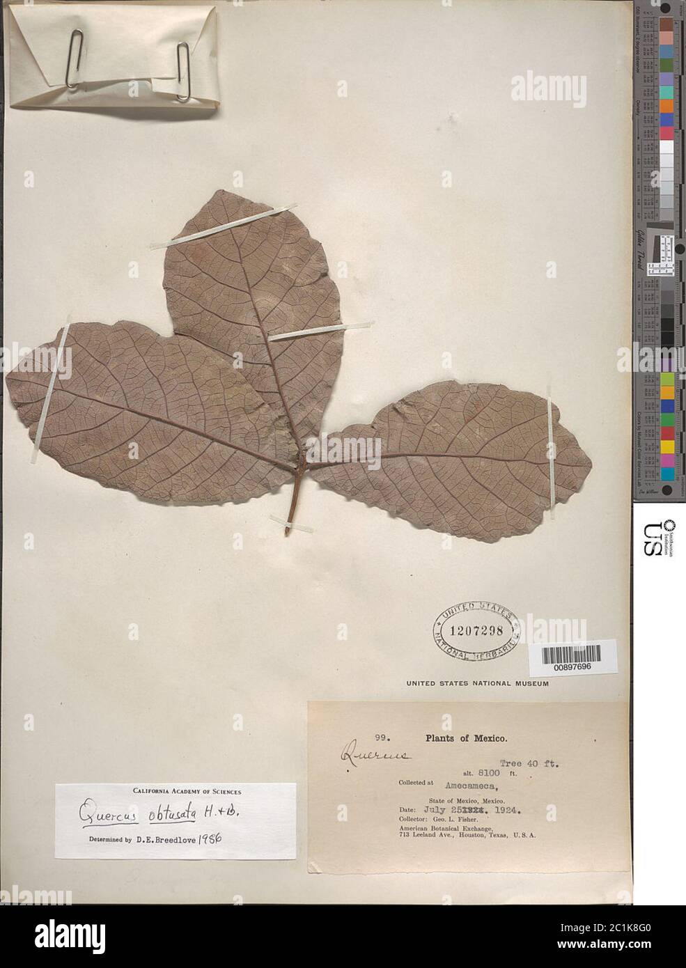 Quercus obtusata Humb Bonpl Quercus obtusata Humb Bonpl Stock Photo - Alamy