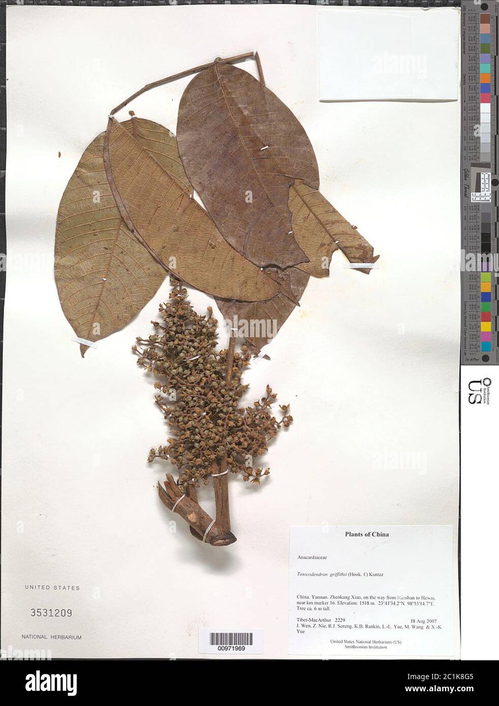 Toxicodendron griffithii Hook f Kuntze Toxicodendron griffithii Hook f ...