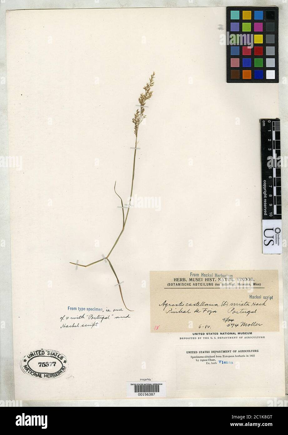 Agrostis castellana var mixta Hack Agrostis castellana var mixta Hack ...