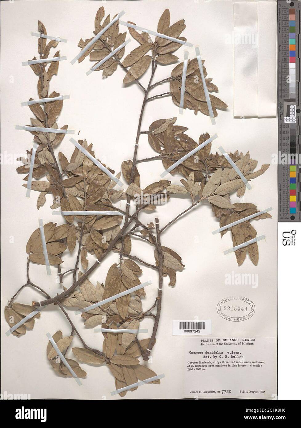 Quercus durifolia Seemen Quercus durifolia Seemen Stock Photo - Alamy