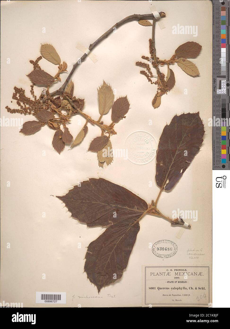 Quercus candicans Ne Quercus candicans Ne Stock Photo - Alamy