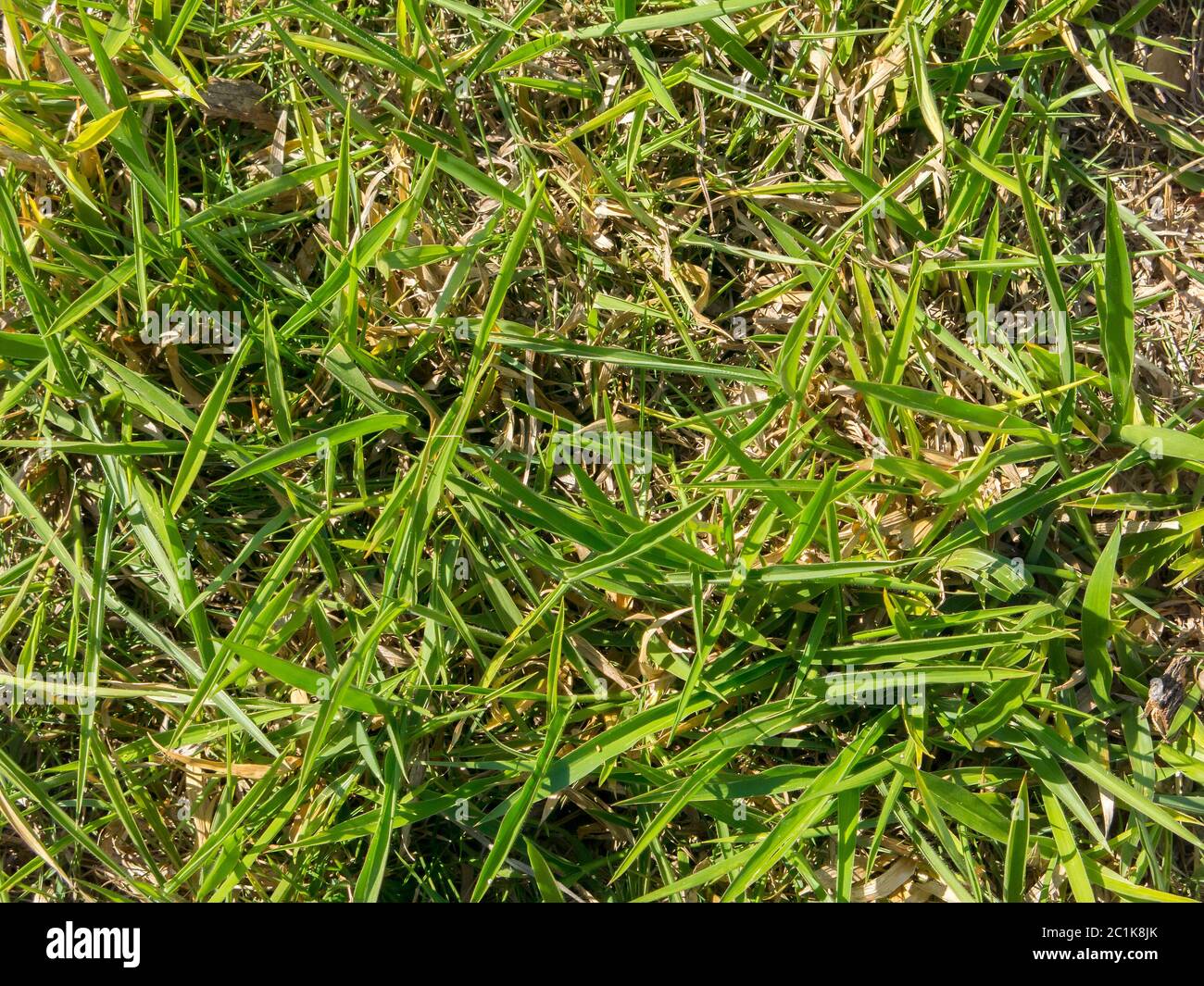 Green grass pattern Stock Photo - Alamy