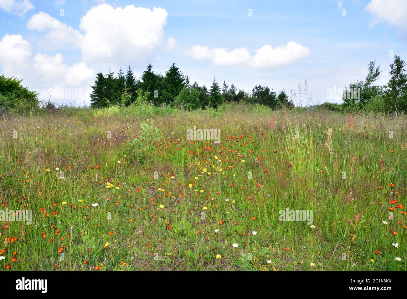 A meadow with wildflowers in the summer Stock Photo - Alamy