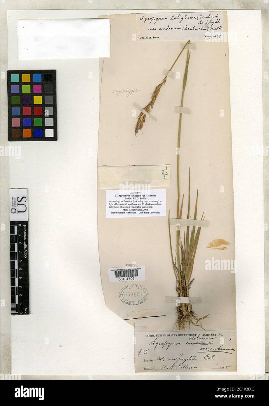 Andinum hi-res stock photography and images - Alamy