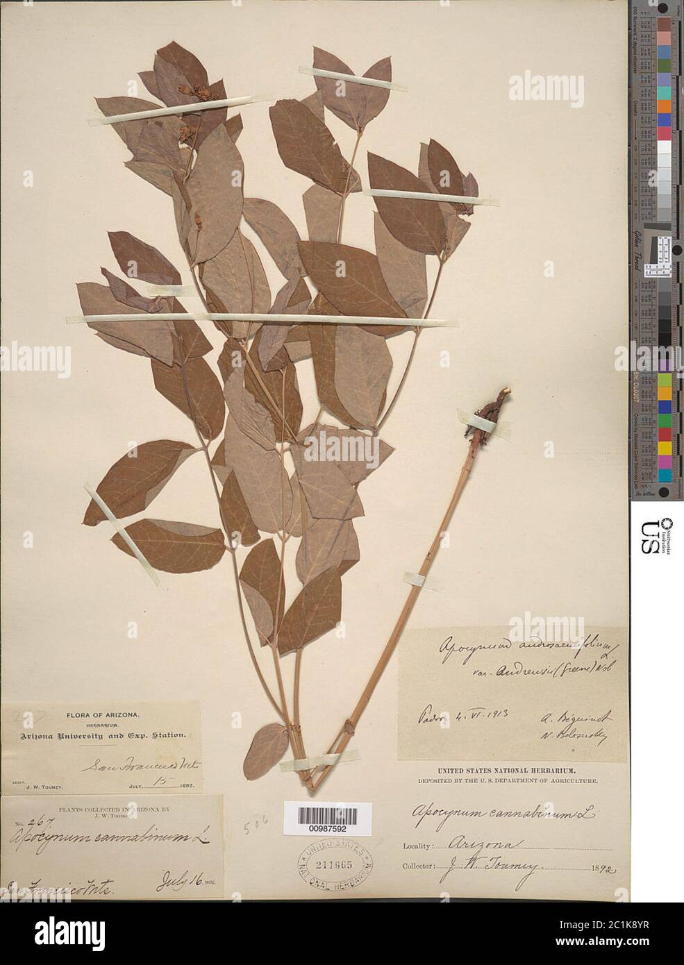 Apocynum l hi-res stock photography and images - Alamy