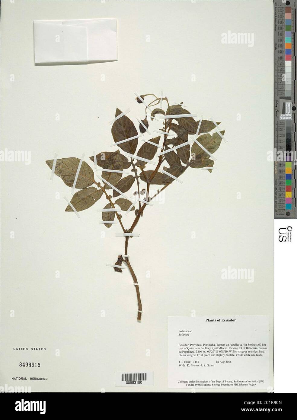 Solanum viarum Dunal Solanum viarum Dunal Stock Photo - Alamy