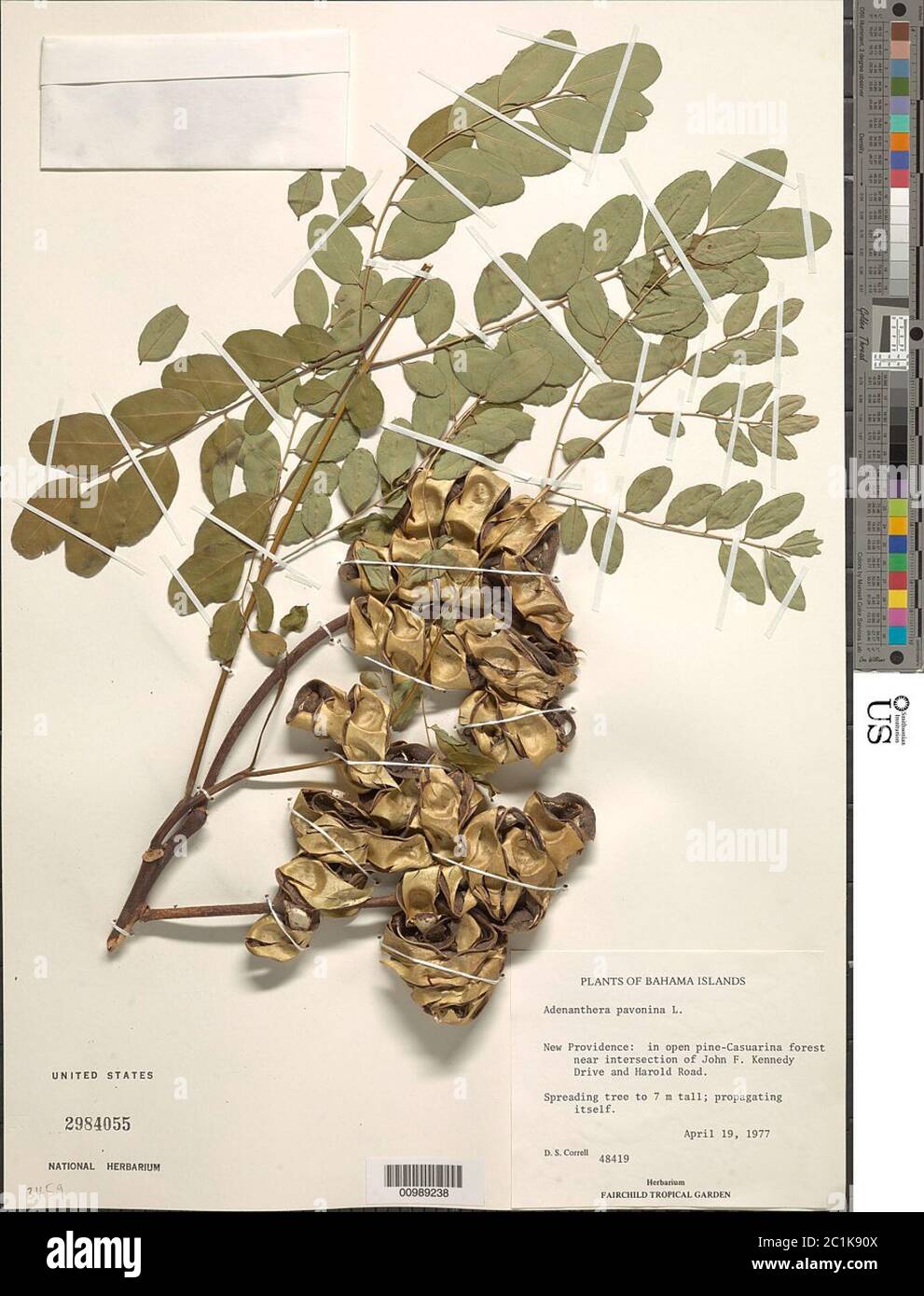 Adenanthera pavonina L Adenanthera pavonina L Stock Photo - Alamy