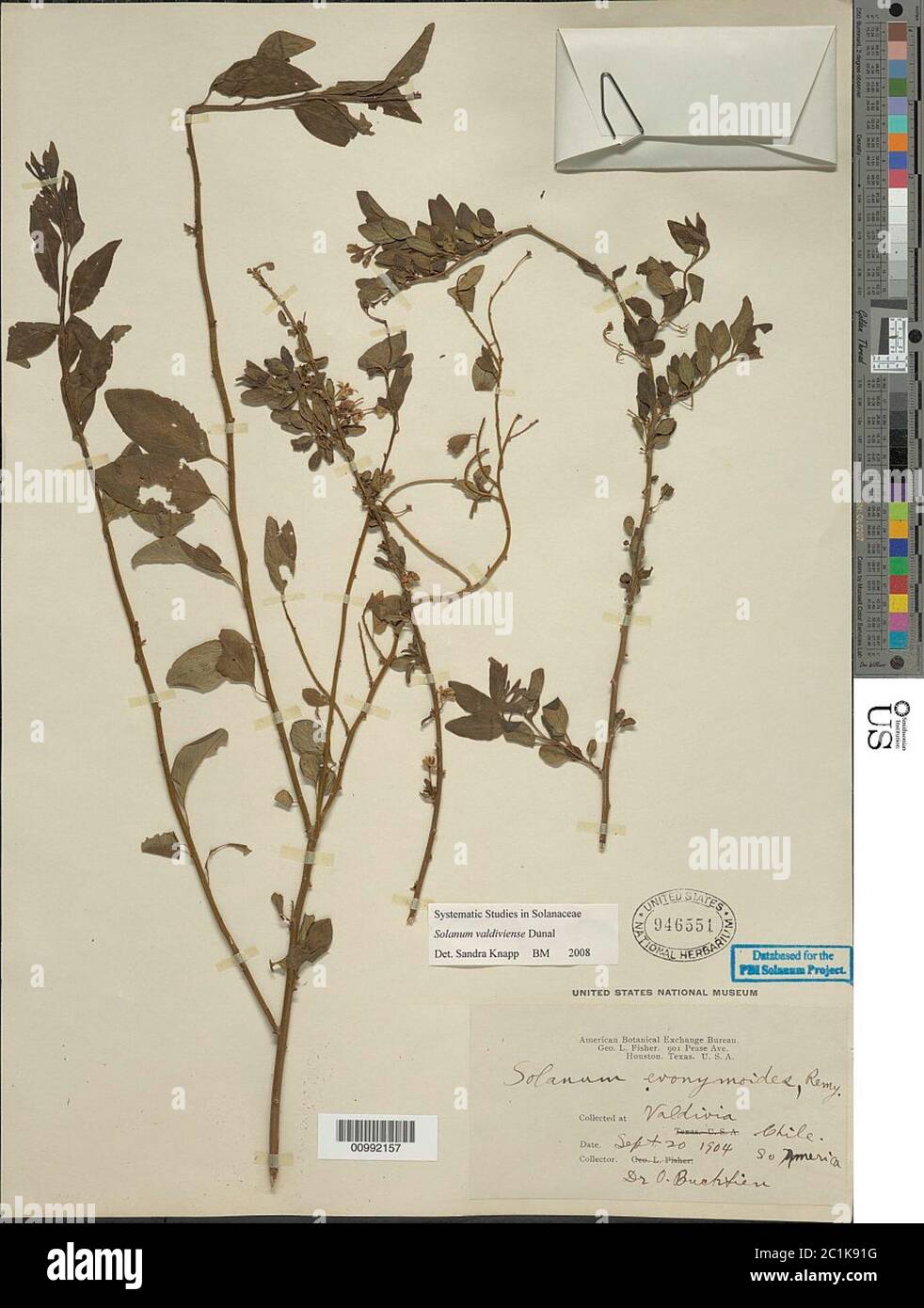 Solanum valdiviense hi-res stock photography and images - Alamy