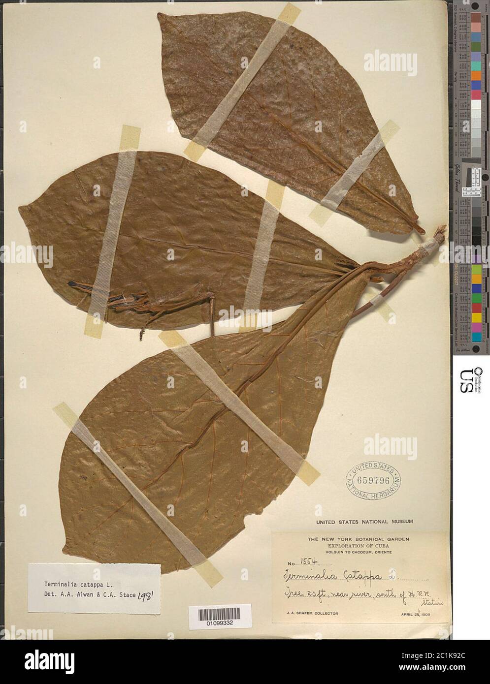 Terminalia catappa L Terminalia catappa L Stock Photo - Alamy