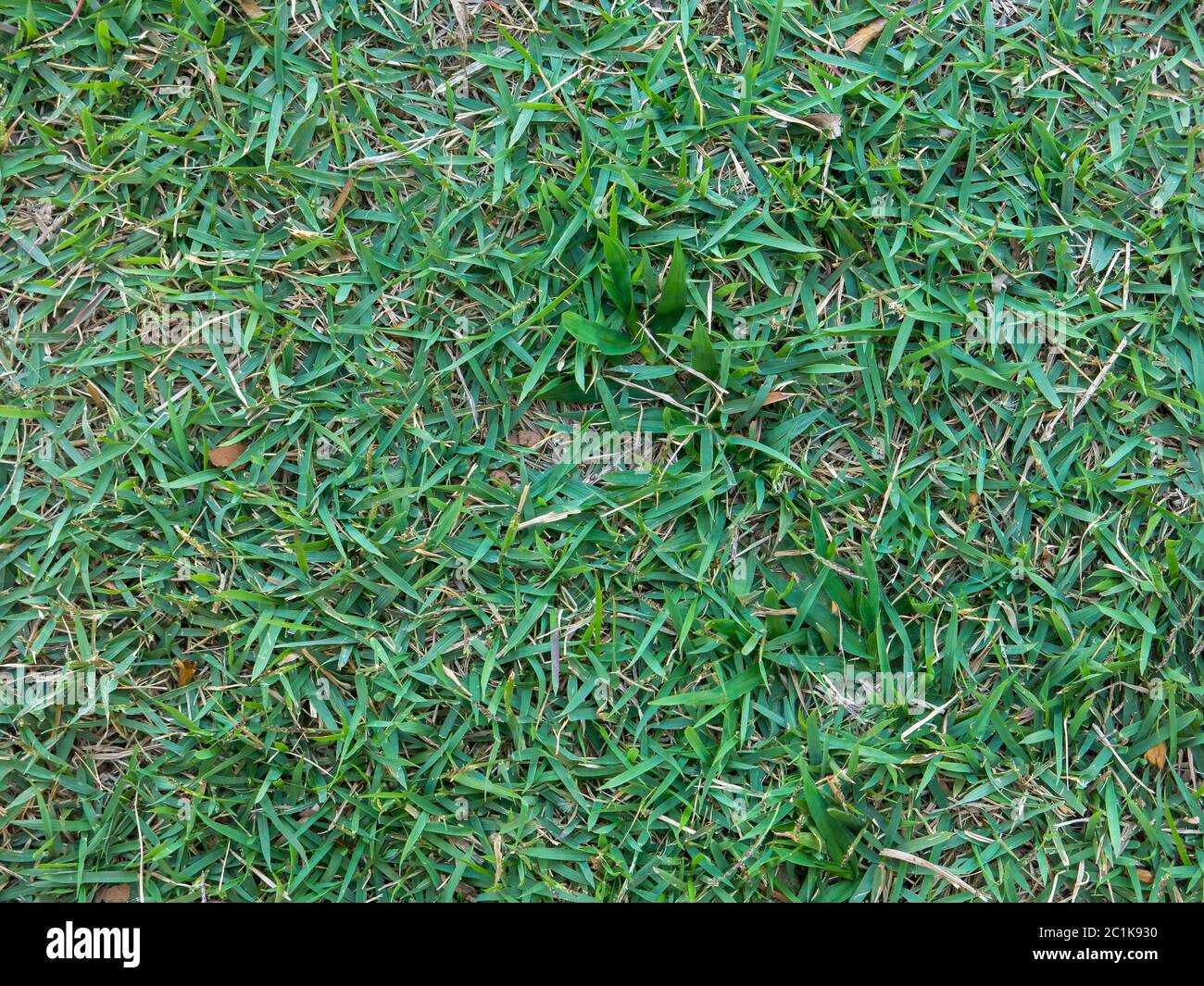 Green grass pattern Stock Photo - Alamy