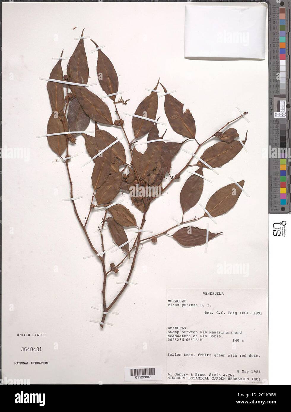 Ficus pertusa L f Ficus pertusa L f Stock Photo - Alamy