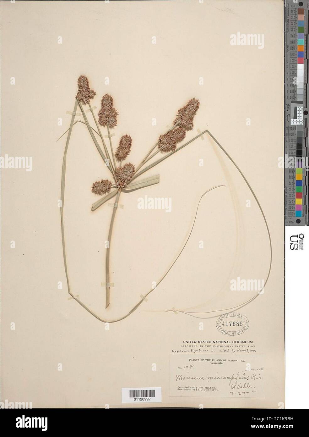 Cyperus ligularis L Cyperus ligularis L Stock Photo - Alamy