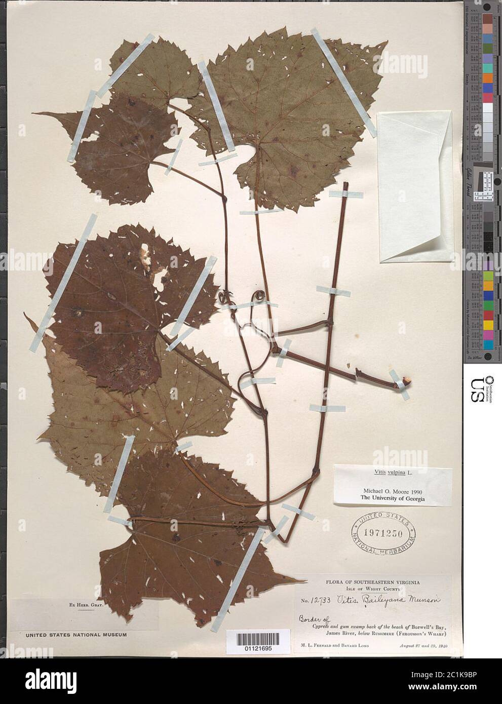 Vitis vulpina L Vitis vulpina L Stock Photo - Alamy