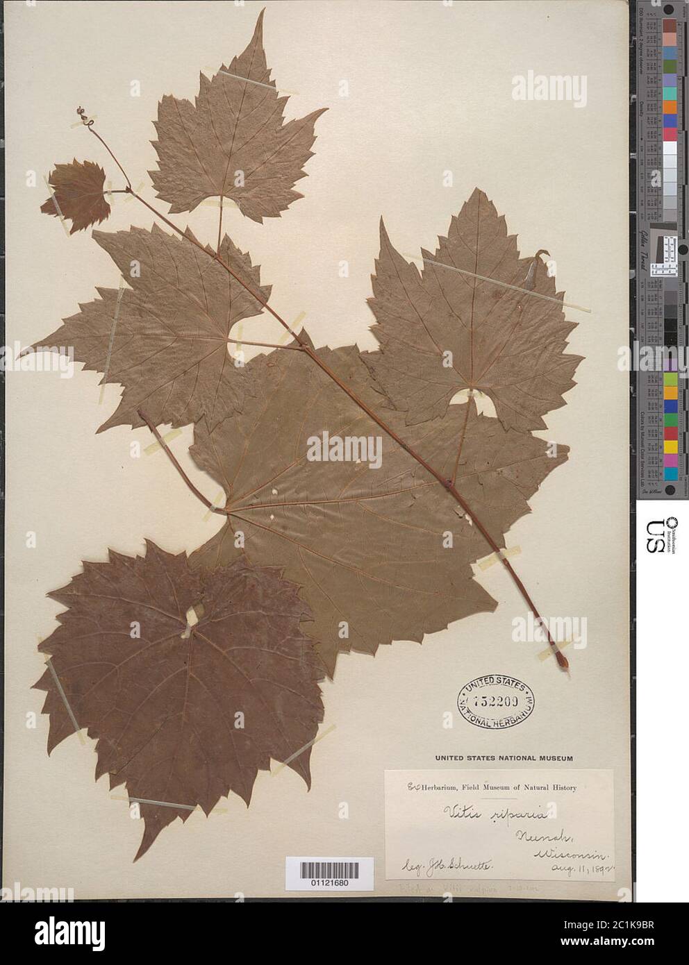 Vitis vulpina L Vitis vulpina L Stock Photo - Alamy