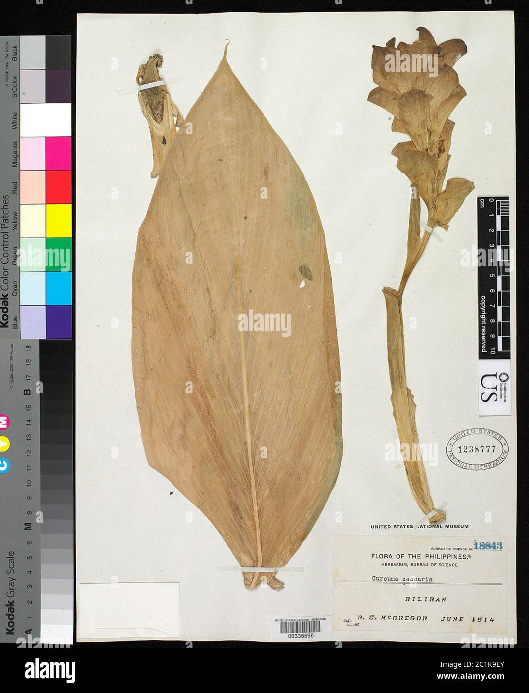 Curcuma parviflora Wall Curcuma parviflora Wall Stock Photo - Alamy