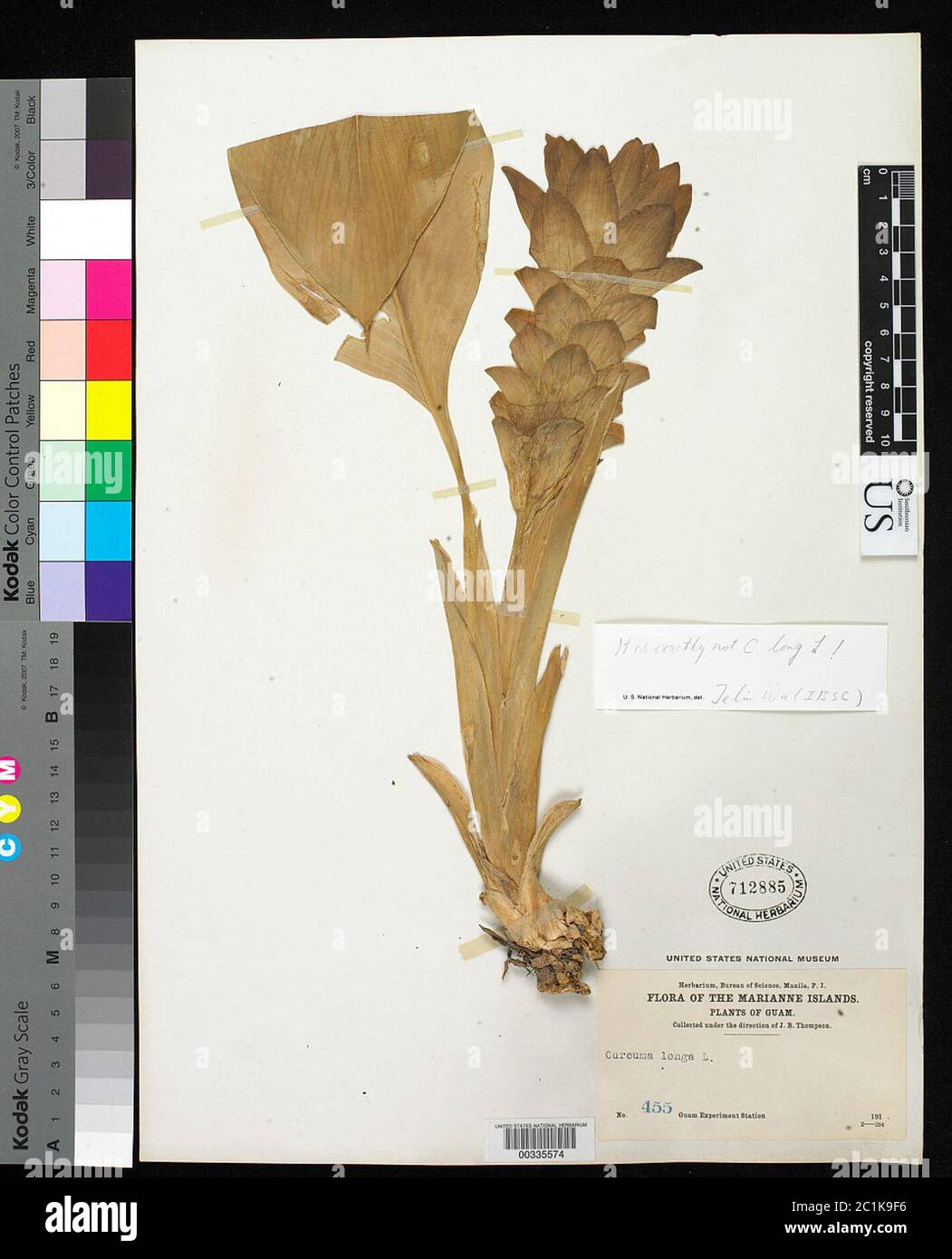 Curcuma curcuma sp hi-res stock photography and images - Alamy