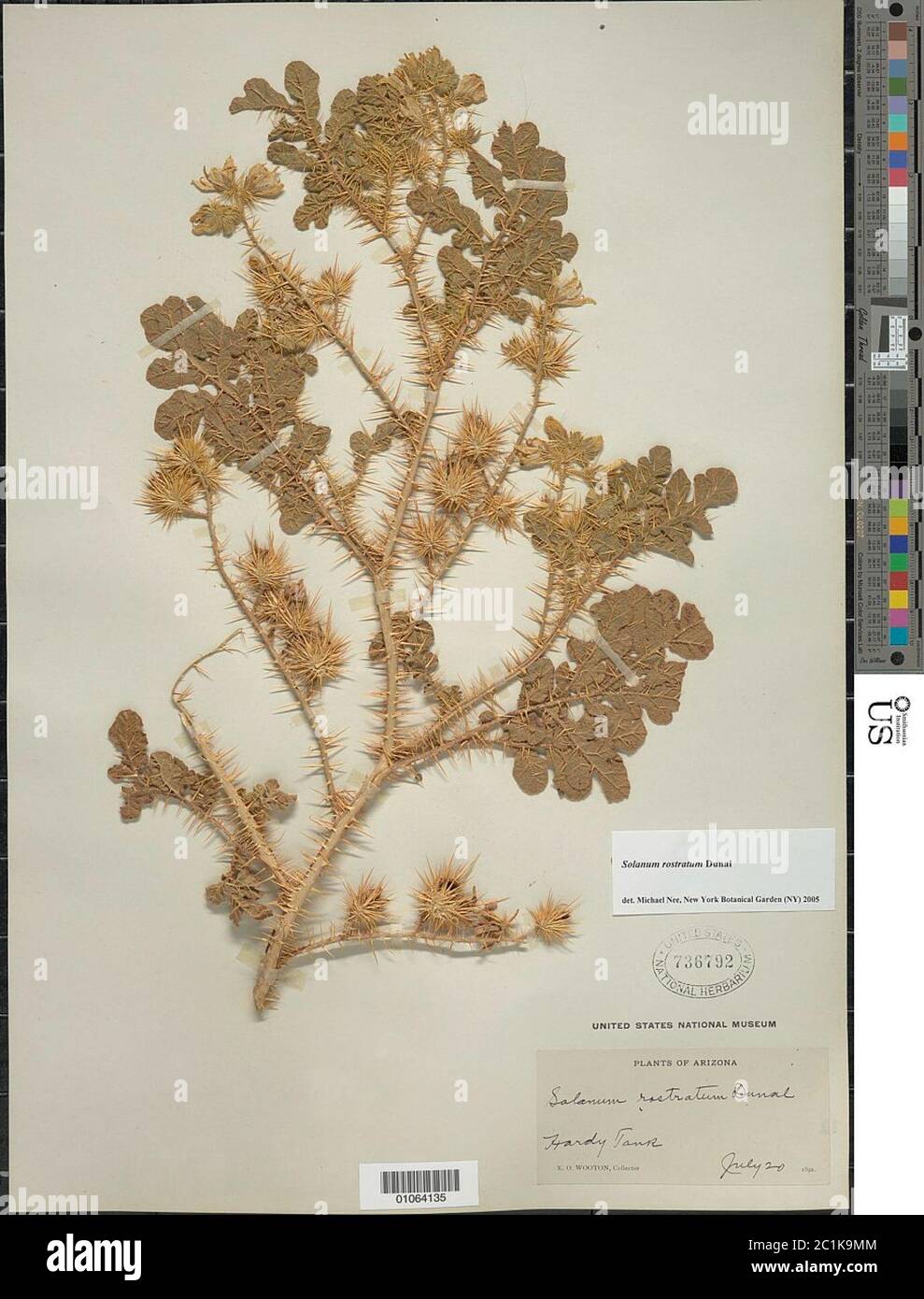 Solanum rostratum Dunal Solanum rostratum Dunal Stock Photo - Alamy