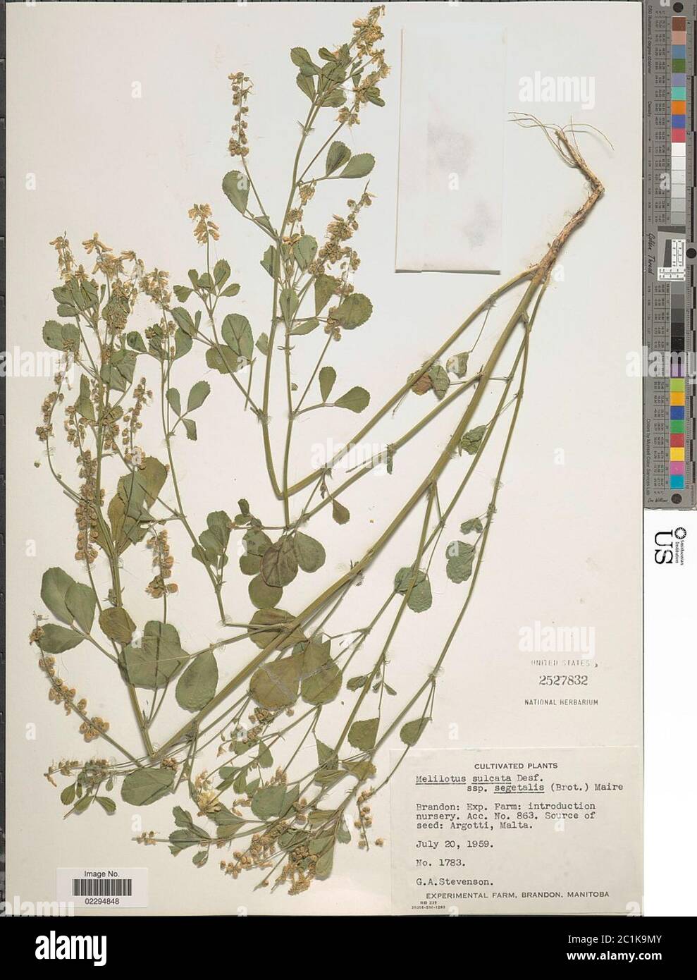 Segetalis hi-res stock photography and images - Alamy