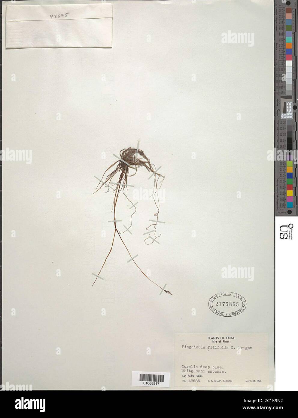 Pinguicula filifolia C Wright ex Griseb Pinguicula filifolia C Wright ...