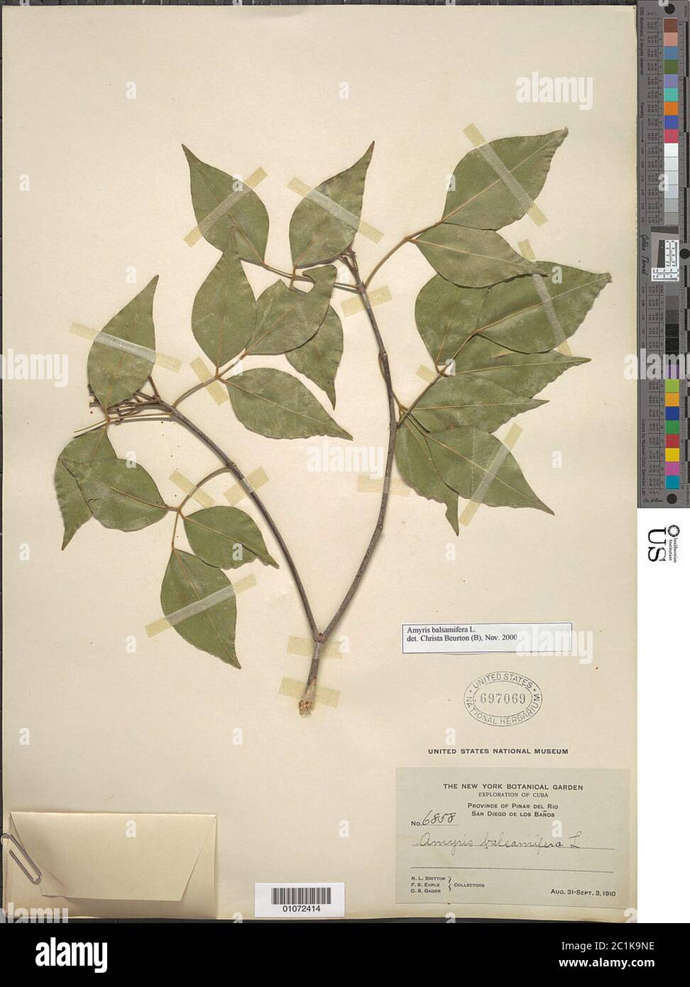 Amyris balsamifera hi-res stock photography and images - Alamy