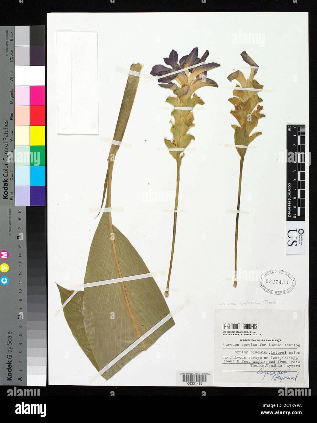 Curcuma parviflora Wall Curcuma parviflora Wall Stock Photo - Alamy