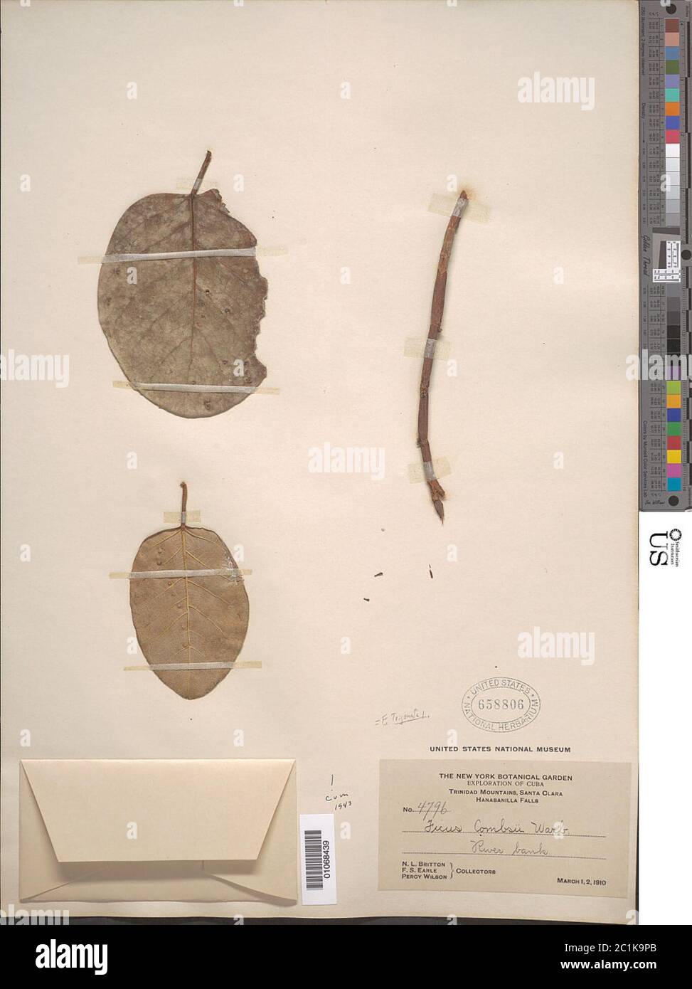 Ficus trigonata L Ficus trigonata L Stock Photo - Alamy