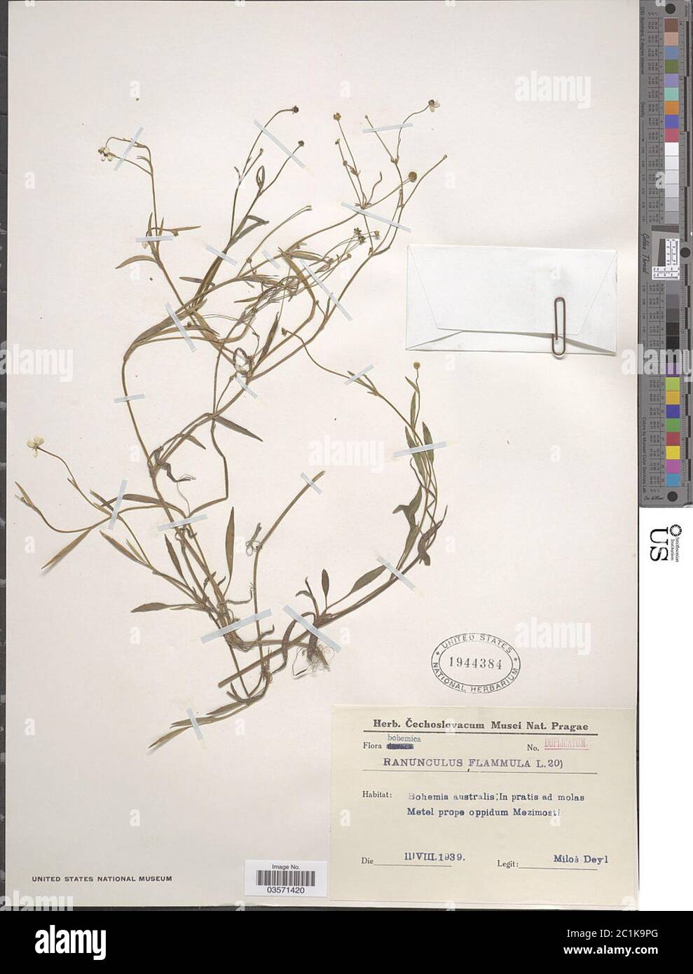 Ranunculus flammula Ranunculus flammula Stock Photo - Alamy