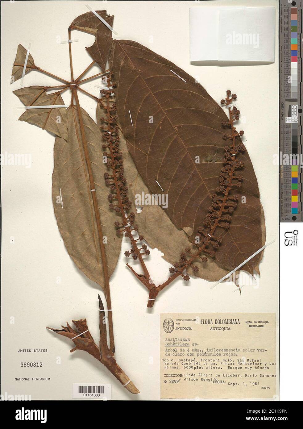 Schefflera sp hi-res stock photography and images - Alamy