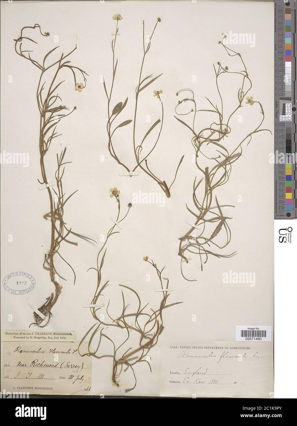 Flammula ranunculus hi-res stock photography and images - Alamy