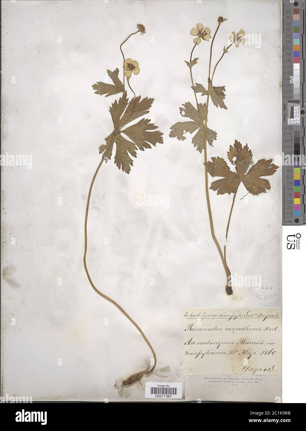 Ranunculus carpaticus hi-res stock photography and images - Alamy