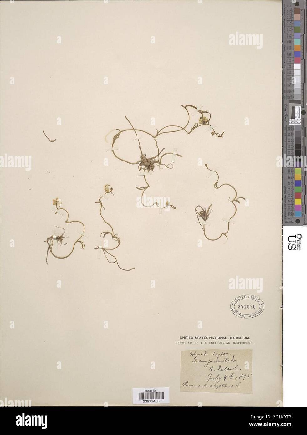 Flammula ranunculus hi-res stock photography and images - Alamy