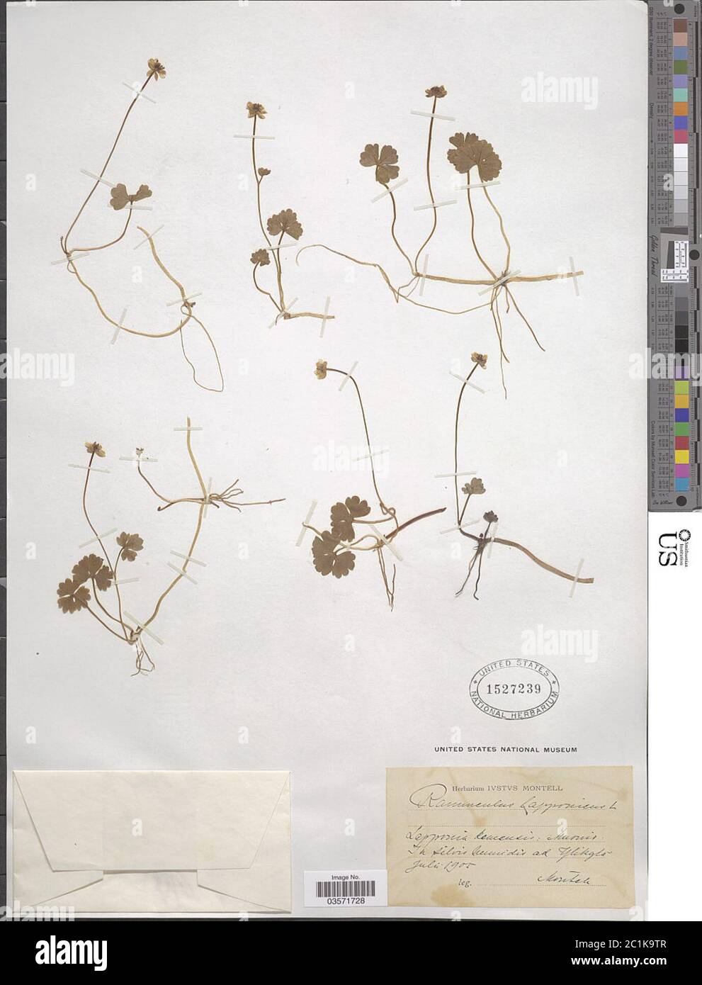 Ranunculus lapponicus L Ranunculus lapponicus L Stock Photo - Alamy