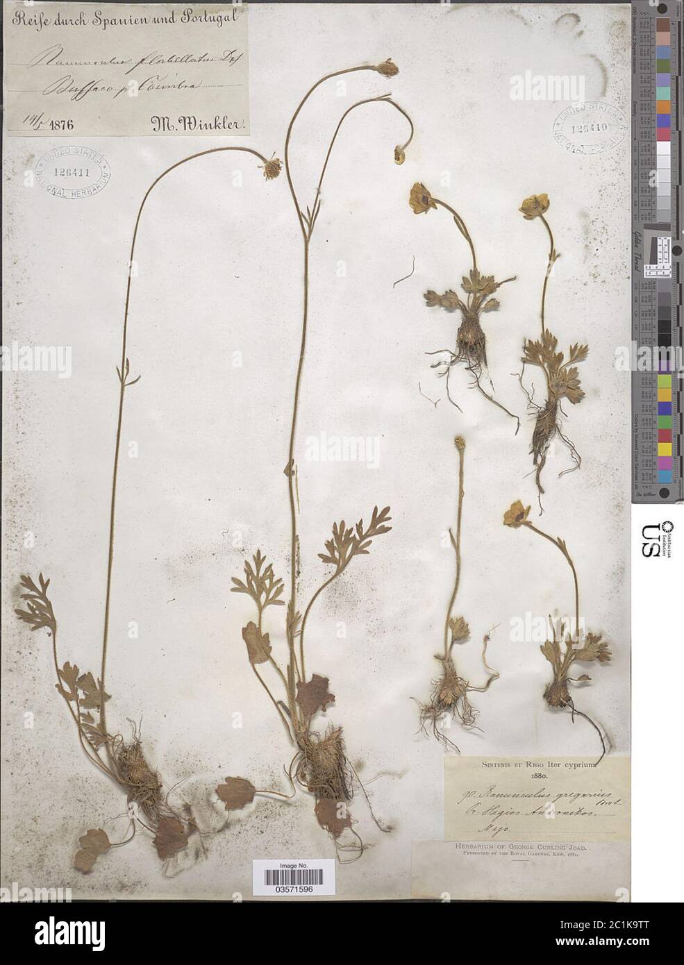 Ranunculus gregarius Brot Ranunculus gregarius Brot Stock Photo - Alamy