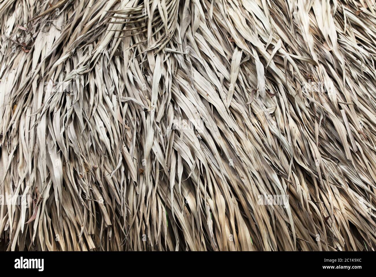 Thatched roof texture Stock Photo - Alamy