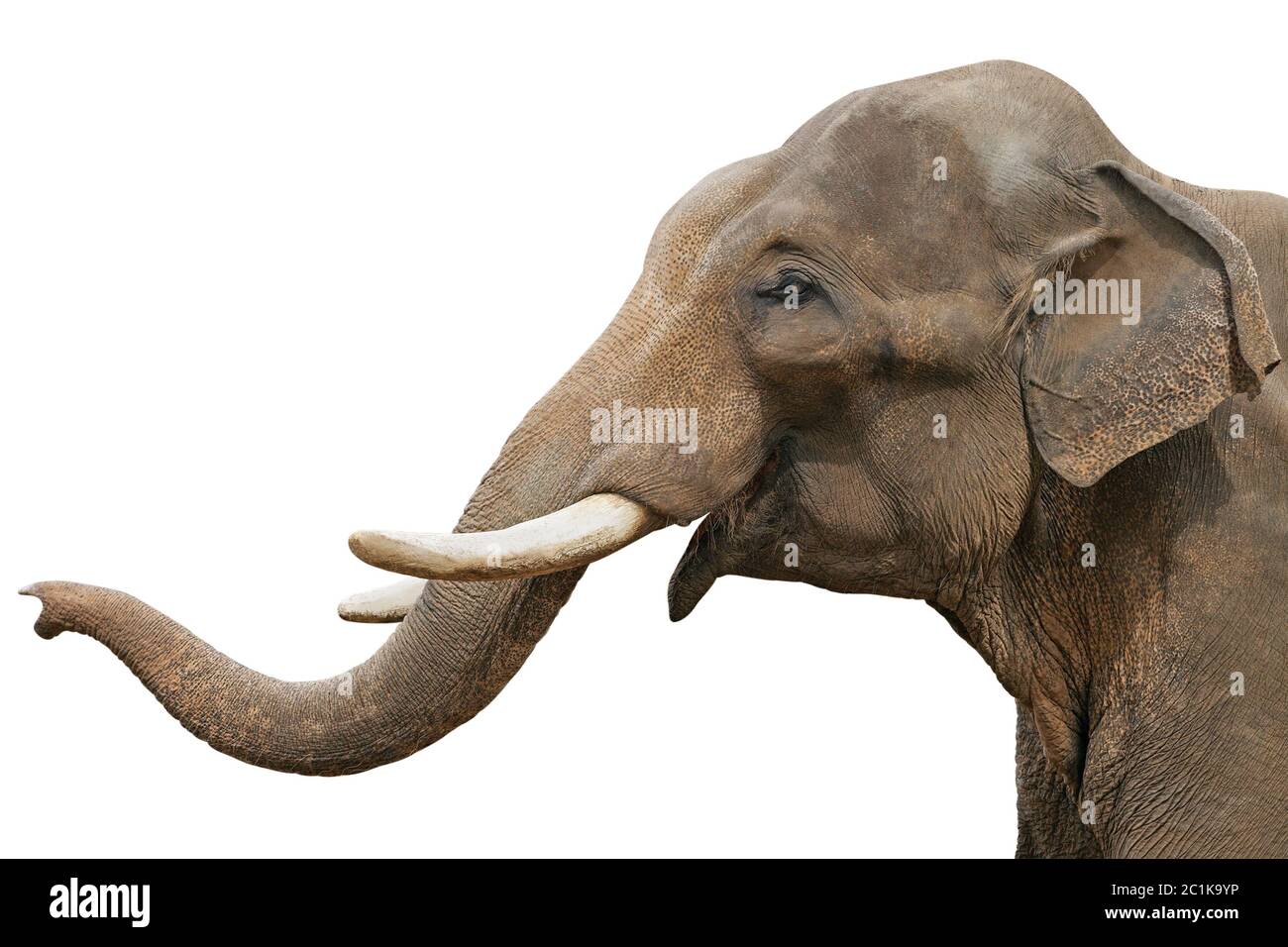 Head of an elephant, isolated Stock Photo - Alamy